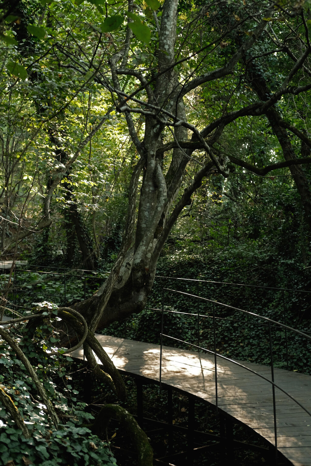 Kera > Through the Forest Up | HIC